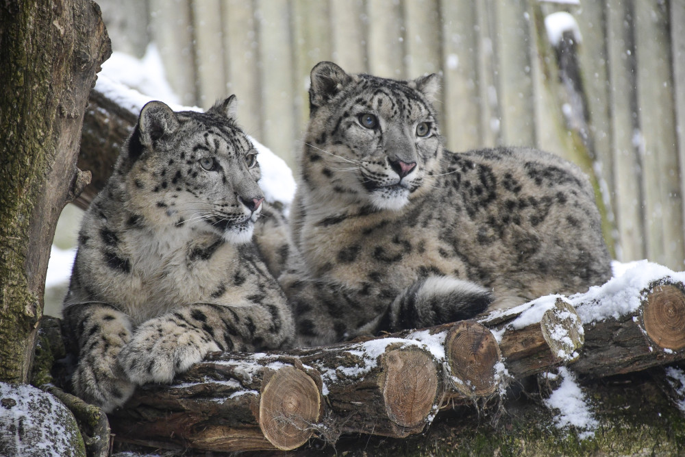 FOTO: Prázdninová radost. V Zoo Jihlava se narodila dvojčata irbisů ...